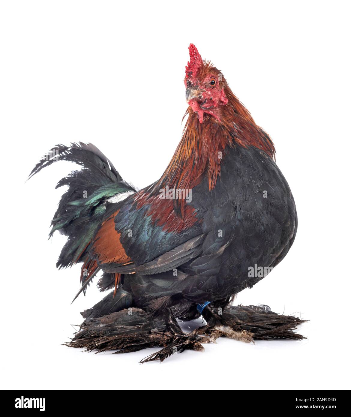 Booted Bantam High Resolution Stock Photography and Images - Alamy