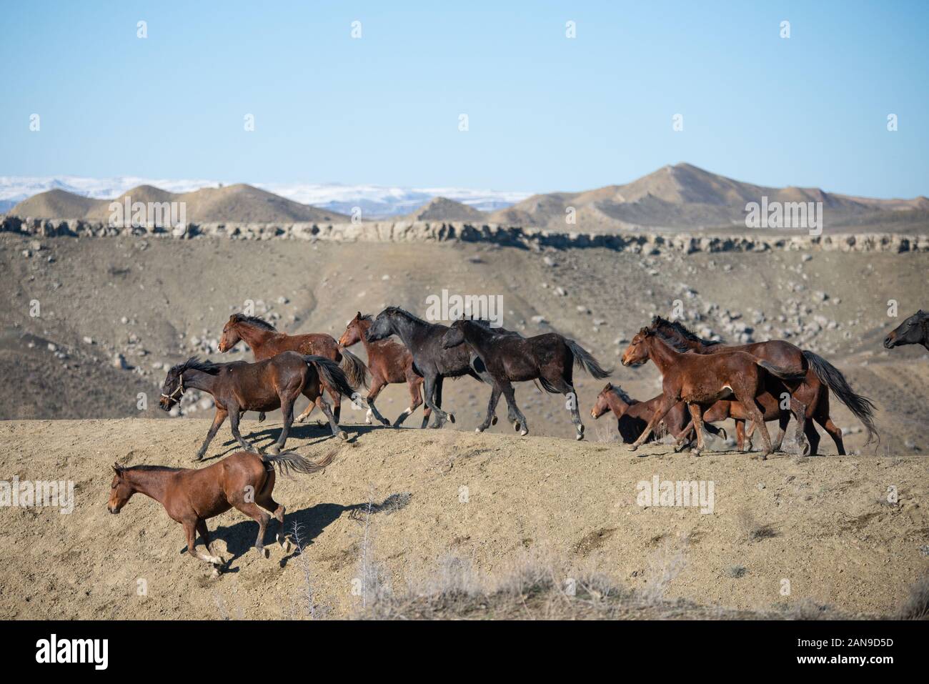 Turkmen akhal teke horse hi-res stock photography and images - Alamy