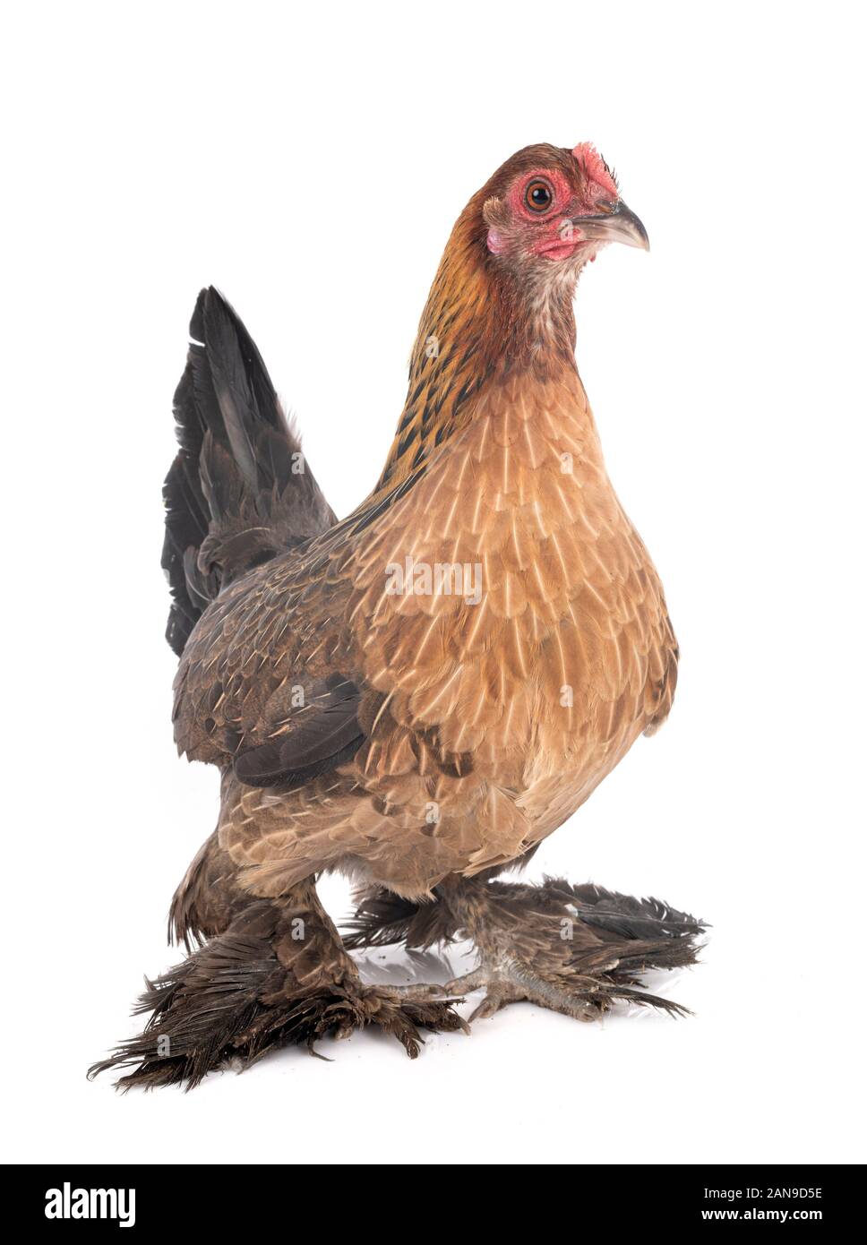 Booted Bantam in front of white background Stock Photo - Alamy