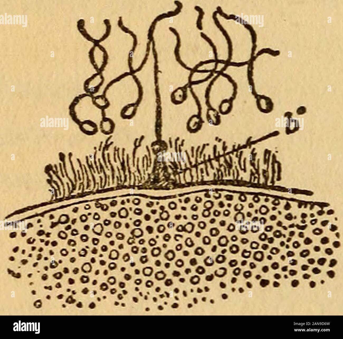 Genito urinary organs hi-res stock photography and images - Alamy