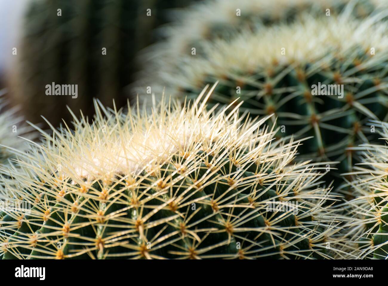 Ball cactus, (genus Parodia), genus of 60–70 species of cacti (family ...