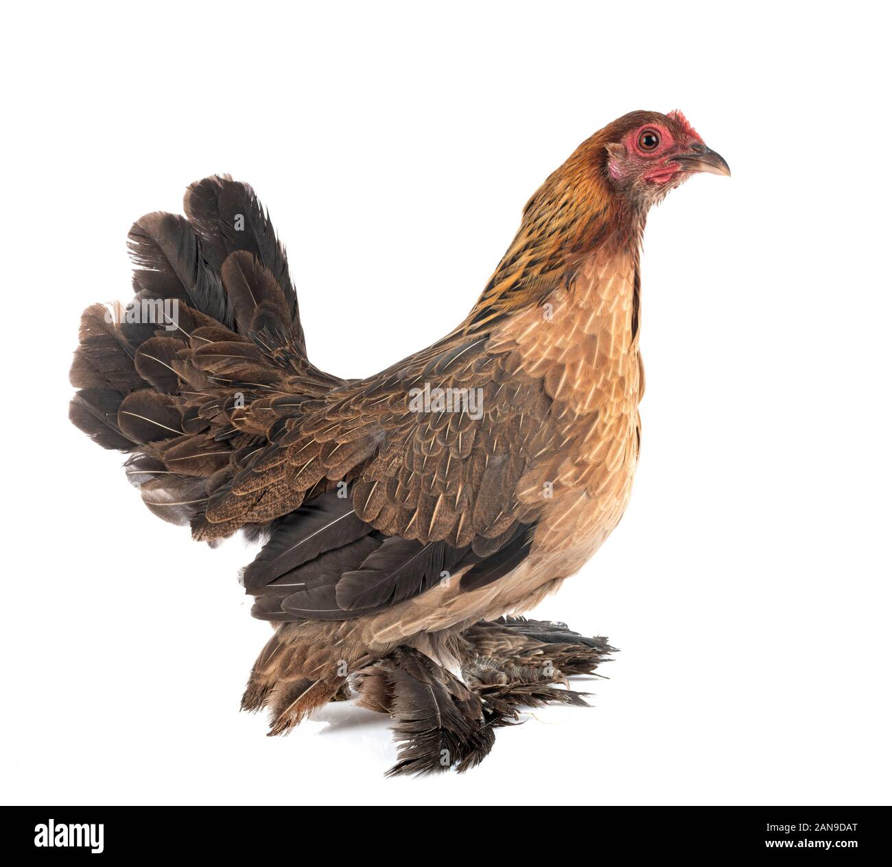 Booted Bantam in front of white background Stock Photo - Alamy