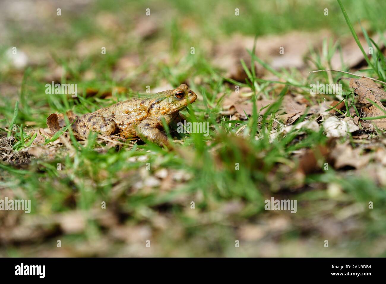 Annual meadow grass hi-res stock photography and images - Alamy
