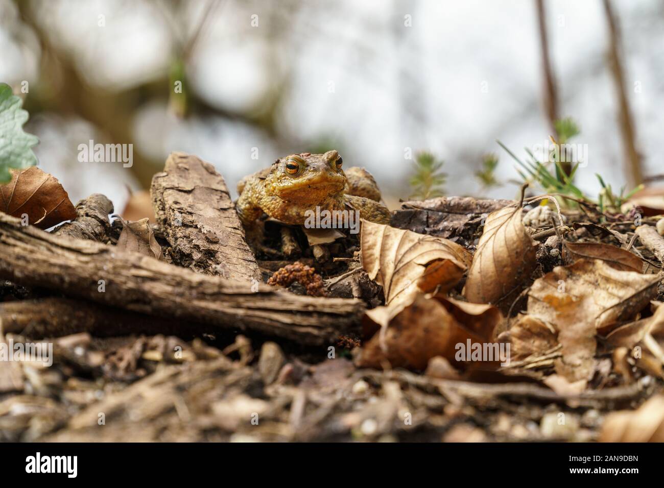 Season of migration hi-res stock photography and images - Alamy