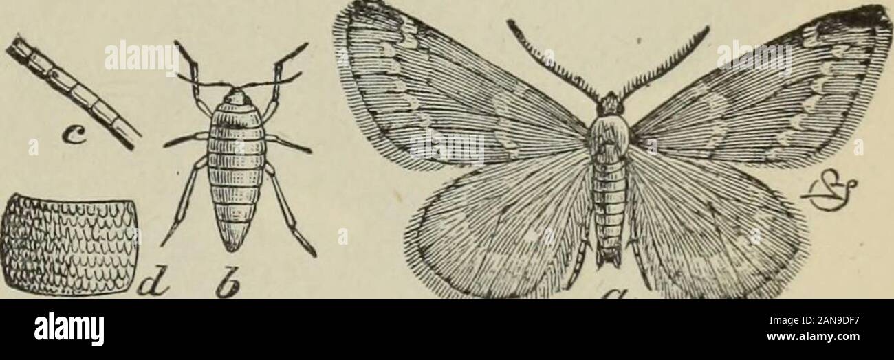 Report of the Commissioners . Larva and eggs of the Canker Worm(autumn ...