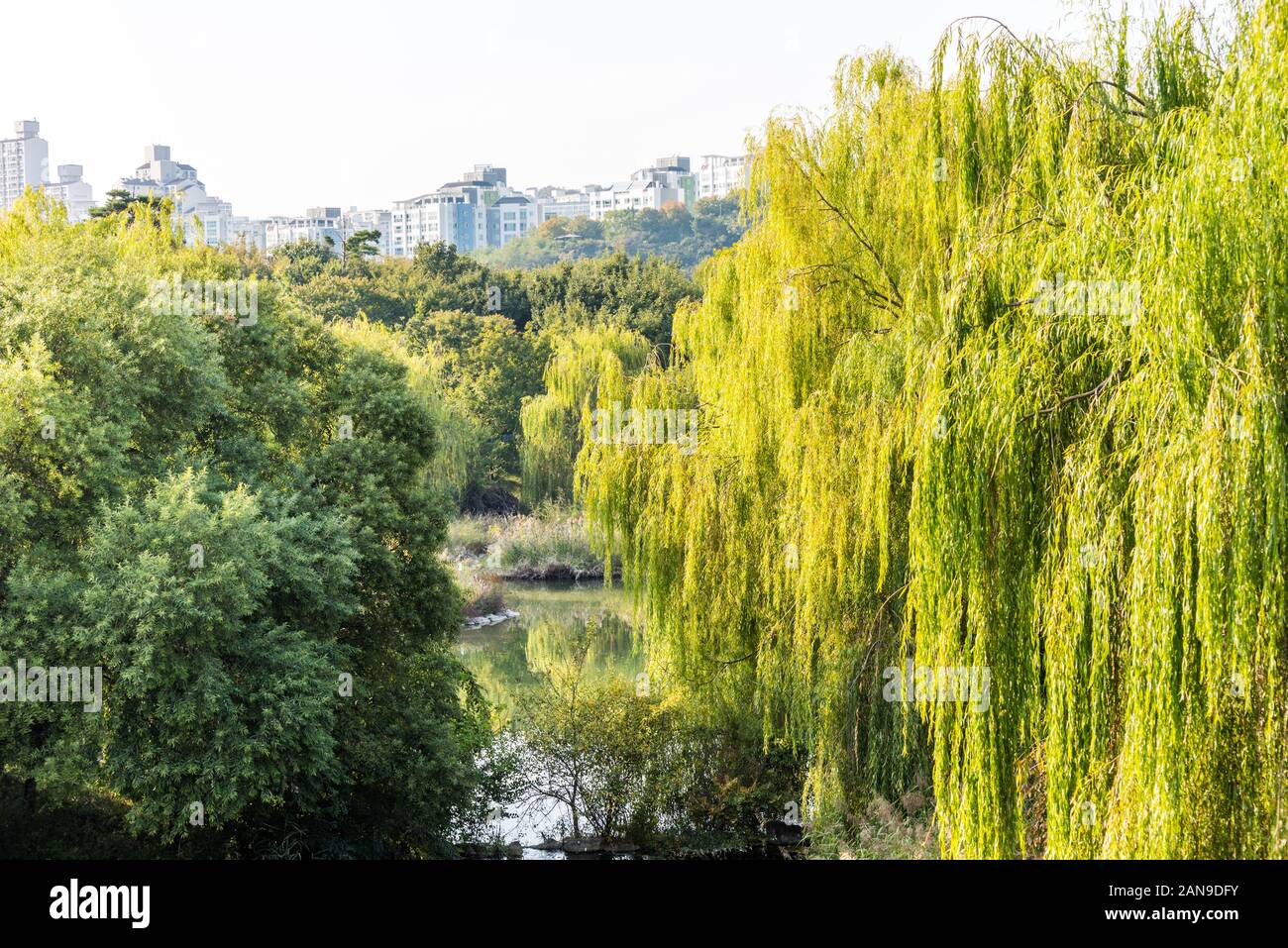 Autumn view of green trees at the Seoul forest park in downtown of ...