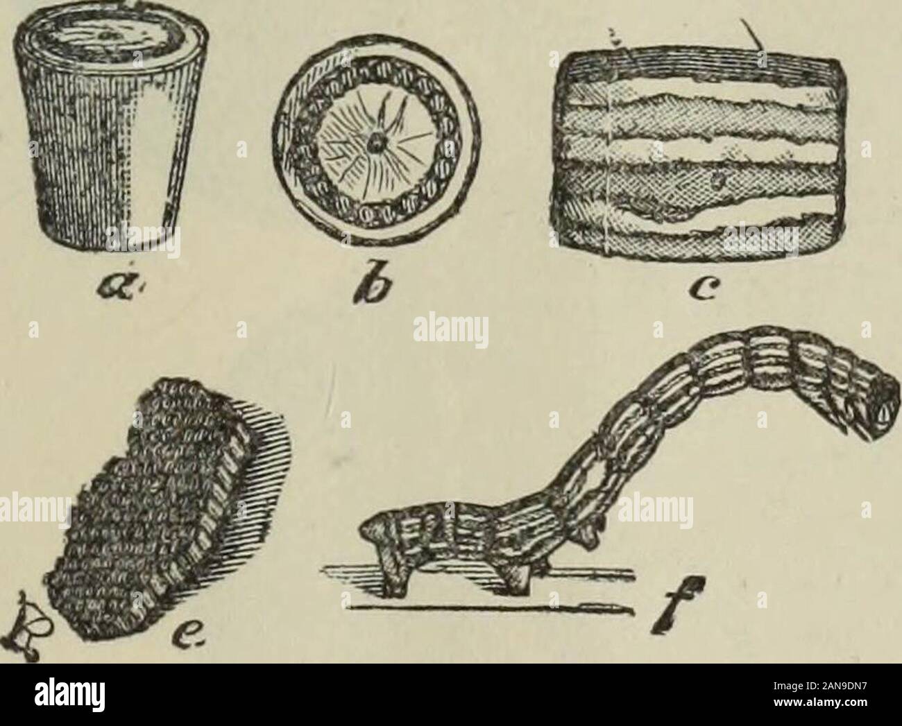 Report of the Commissioners . Moths, male and female, of the Canker ...