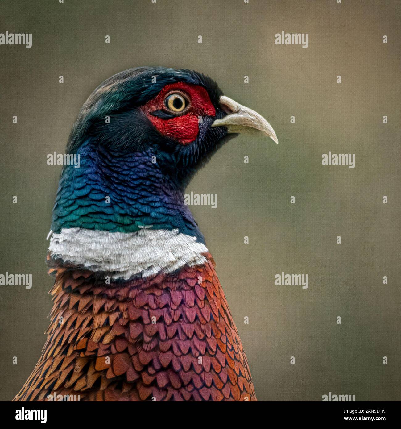 Male Pheasant Portrait Oil Painting Effect (Phasianus colchicus Stock ...