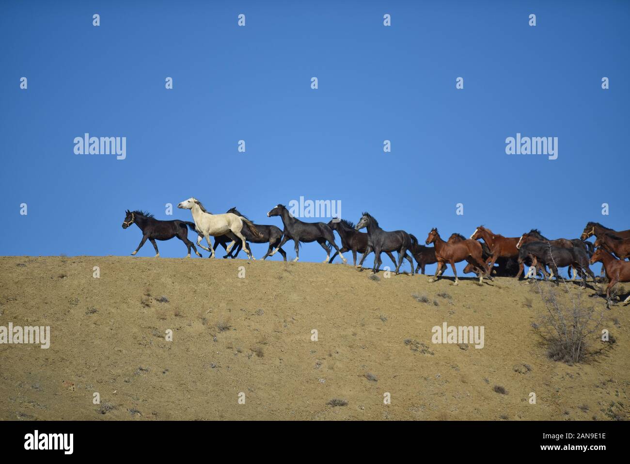 Turkmen horse hi-res stock photography and images - Alamy