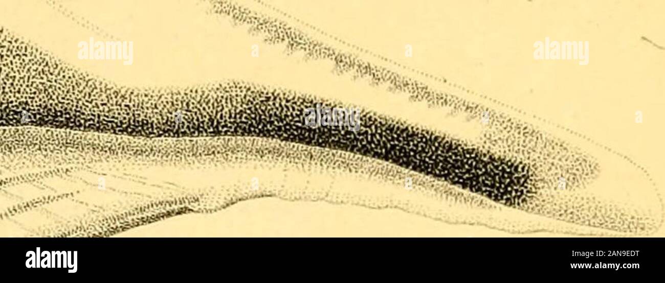 The complete writings of Thomas Say, on the conchology of the United ...