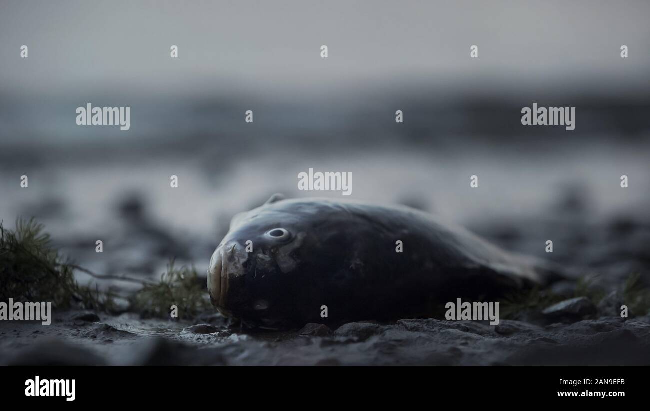Dead fish lying on coast, tragedy in ocean, environmental disaster ...