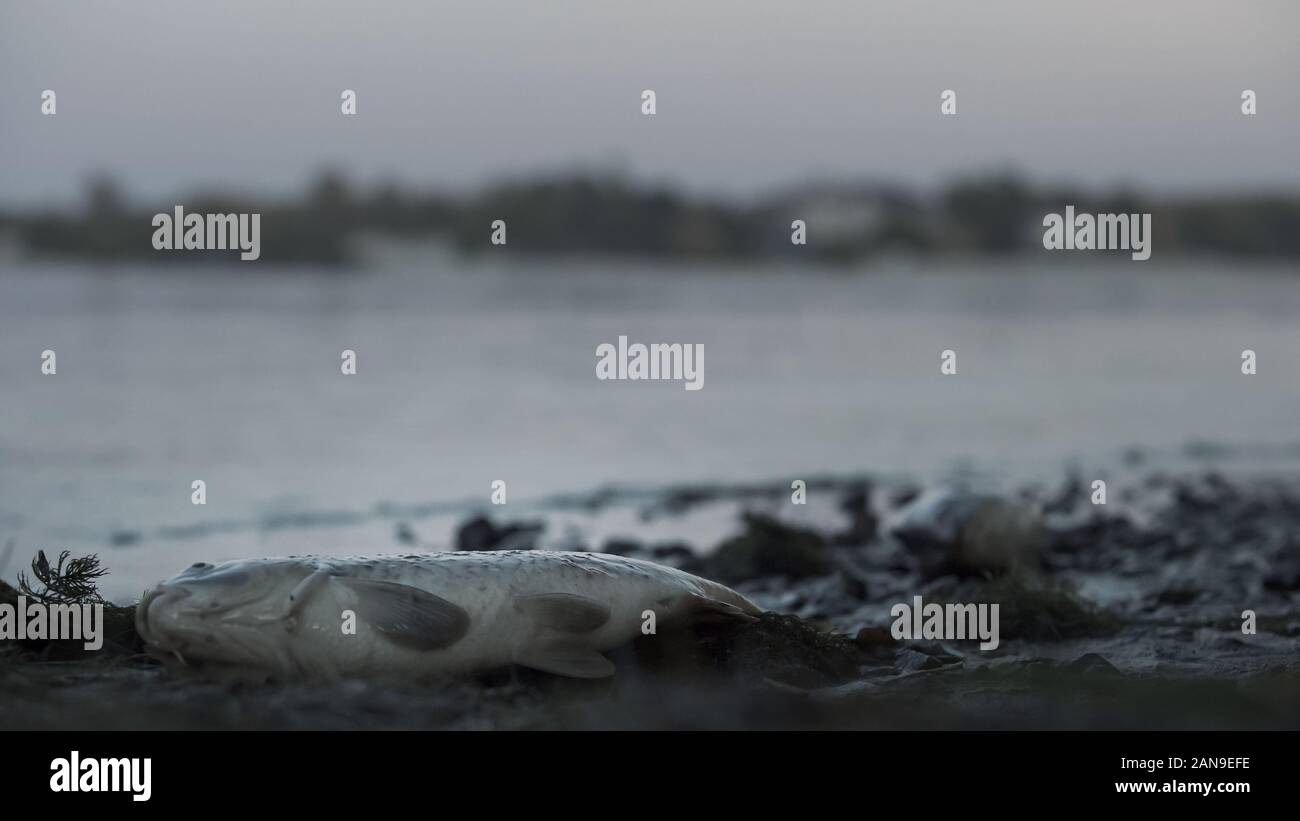 Stink dead fish lying on river bank, toxic waste harming nature, water ...