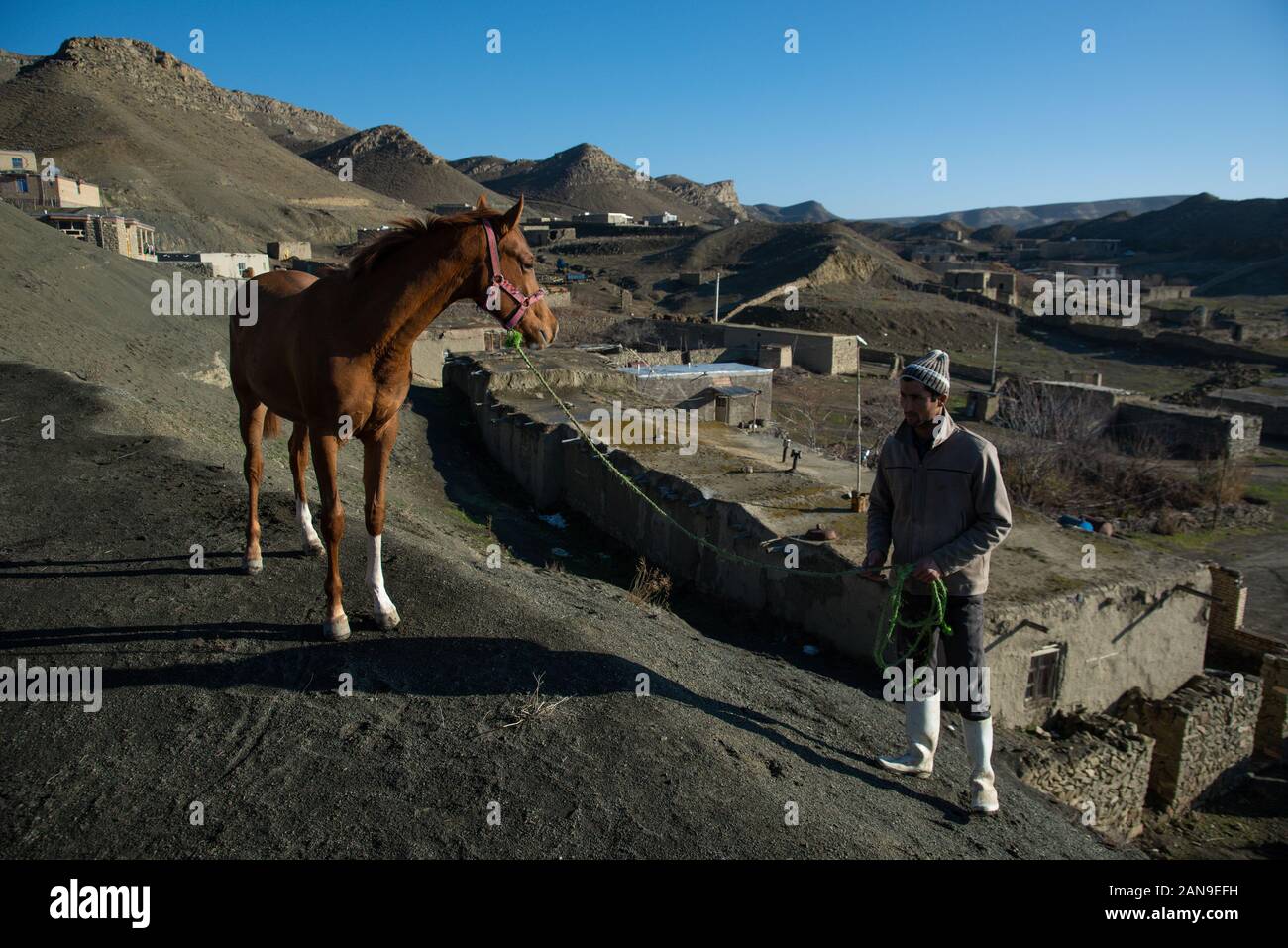 Turkoman horse hi-res stock photography and images - Alamy
