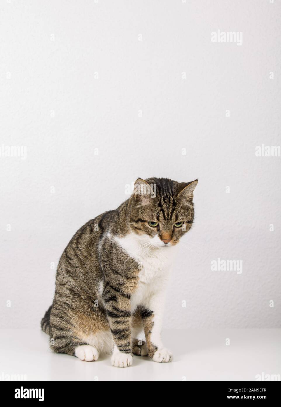 Full length portrait of pensive gray striped cat looking down ...