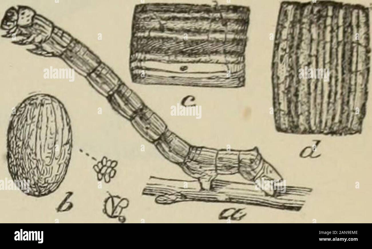 Report of the Commissioners . Larva of Forest Tent Caterpillar.. Larva ...