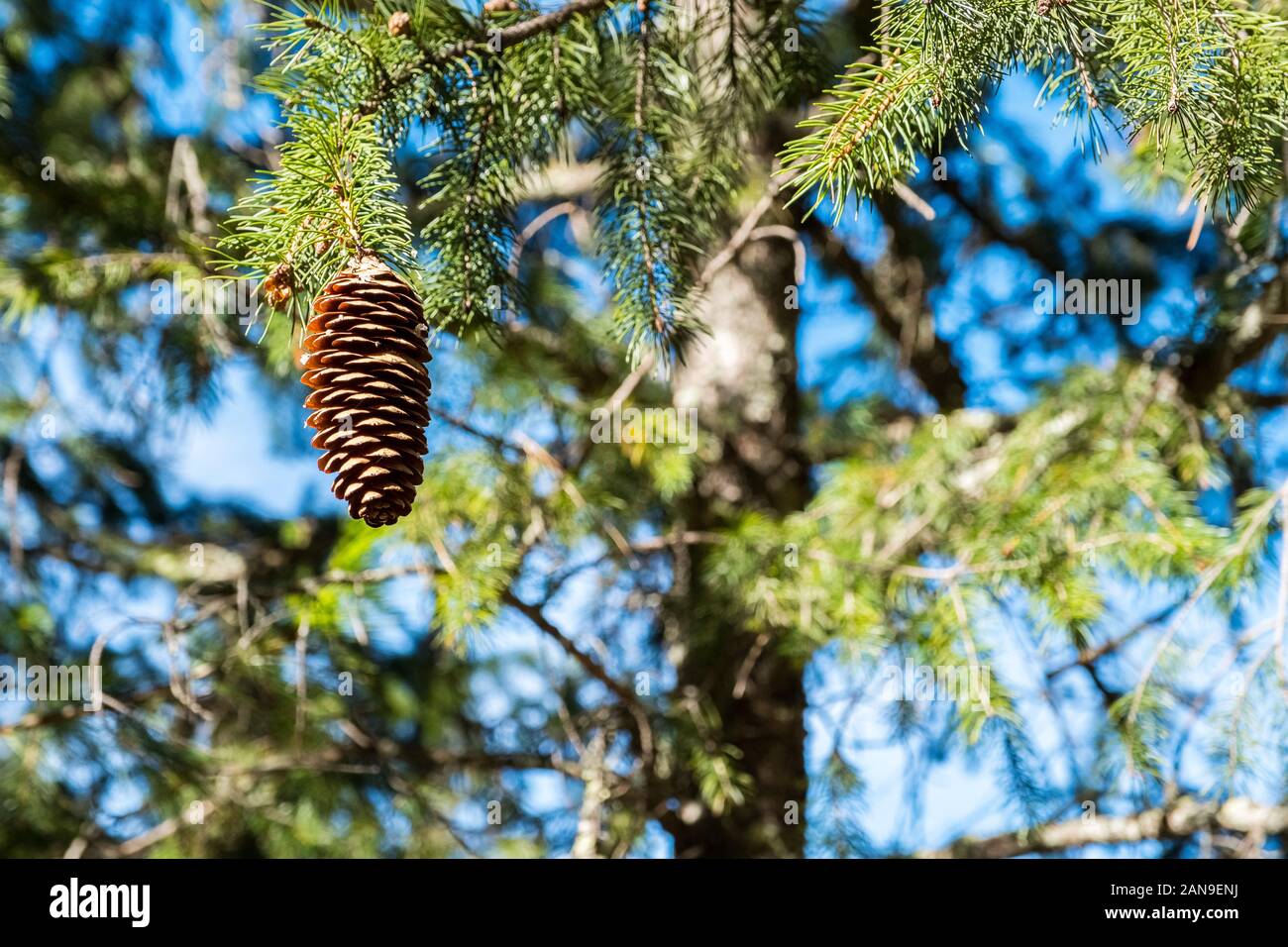 Pine cone in fir tree in Himalayan forest Stock Photo - Alamy