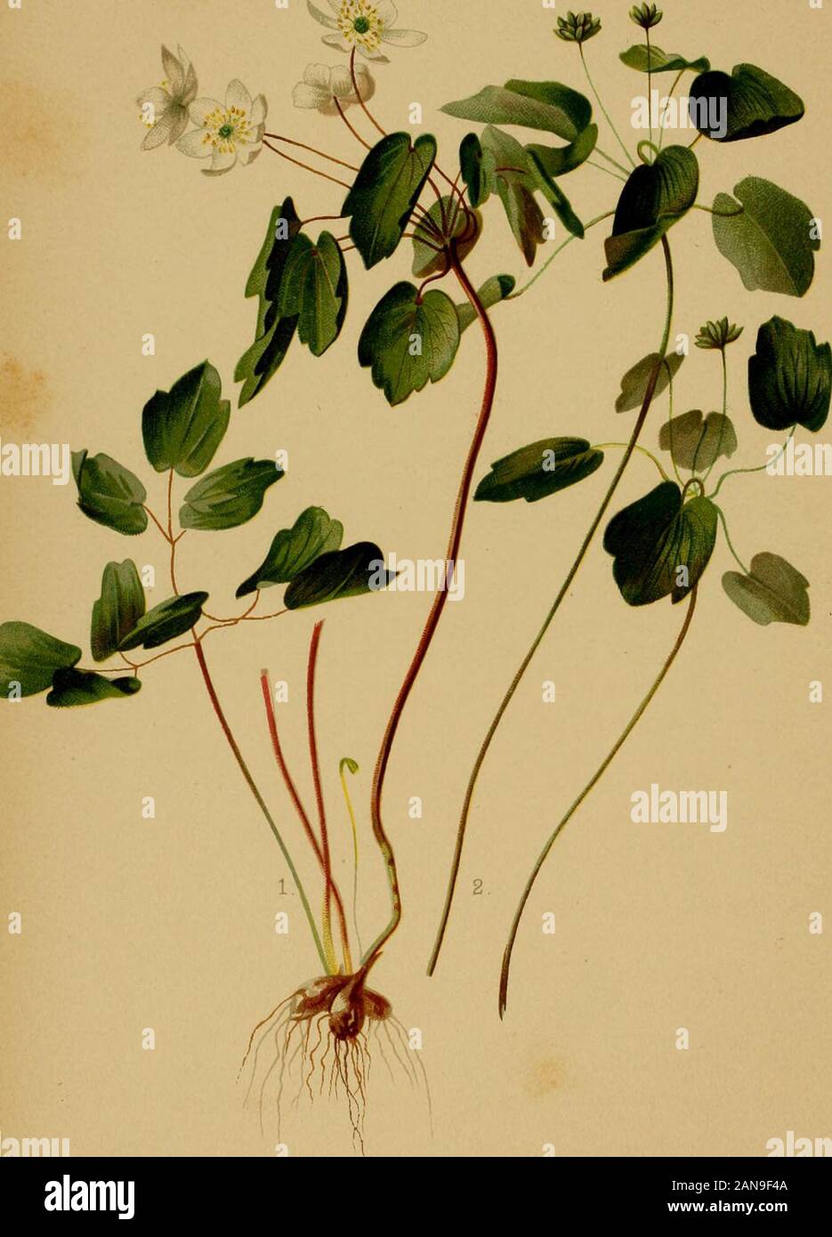 Pappus disk hi-res stock photography and images - Alamy