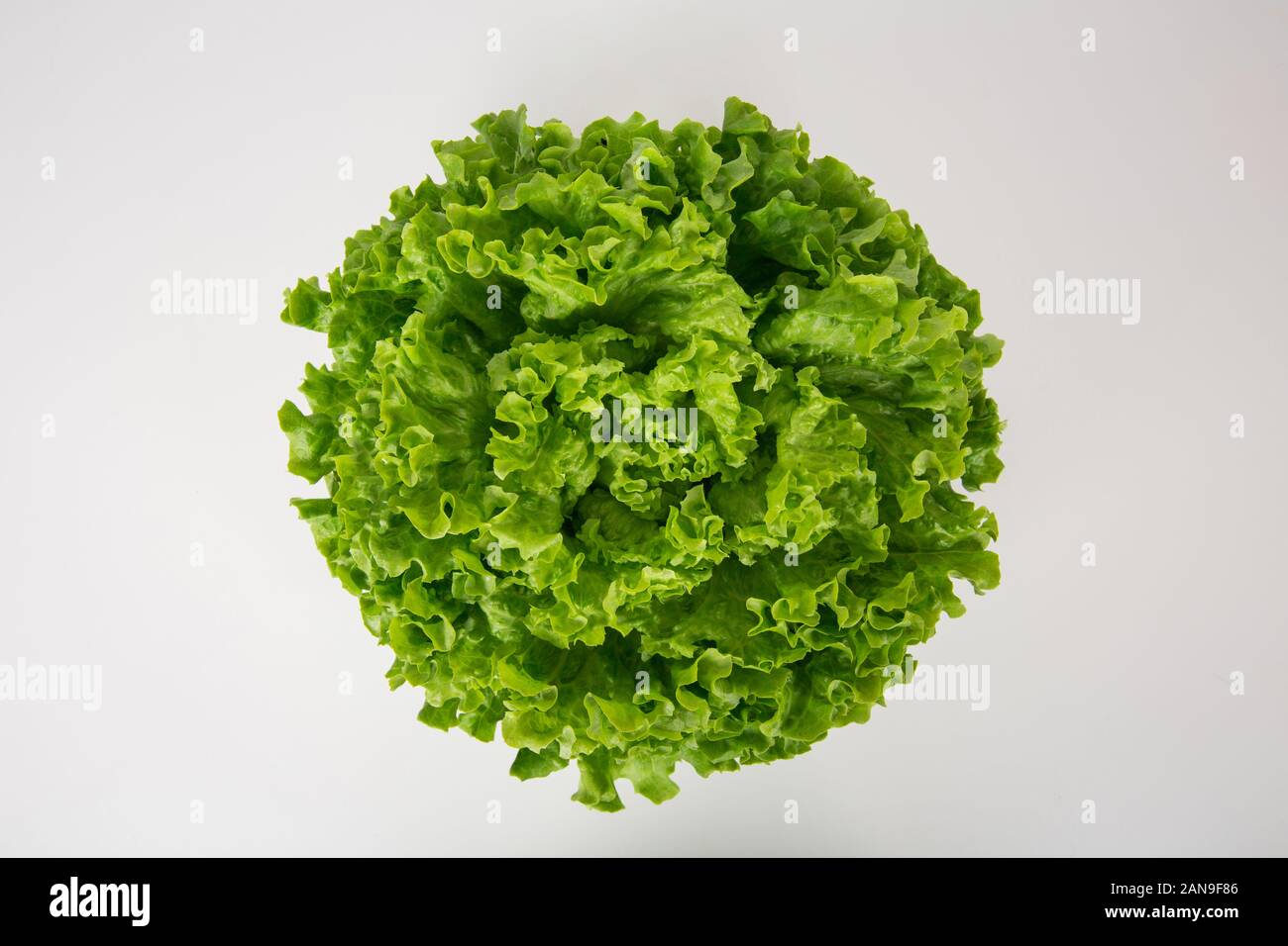 Bunch of fresh, green batavia lettuce salad head top view isolated on ...