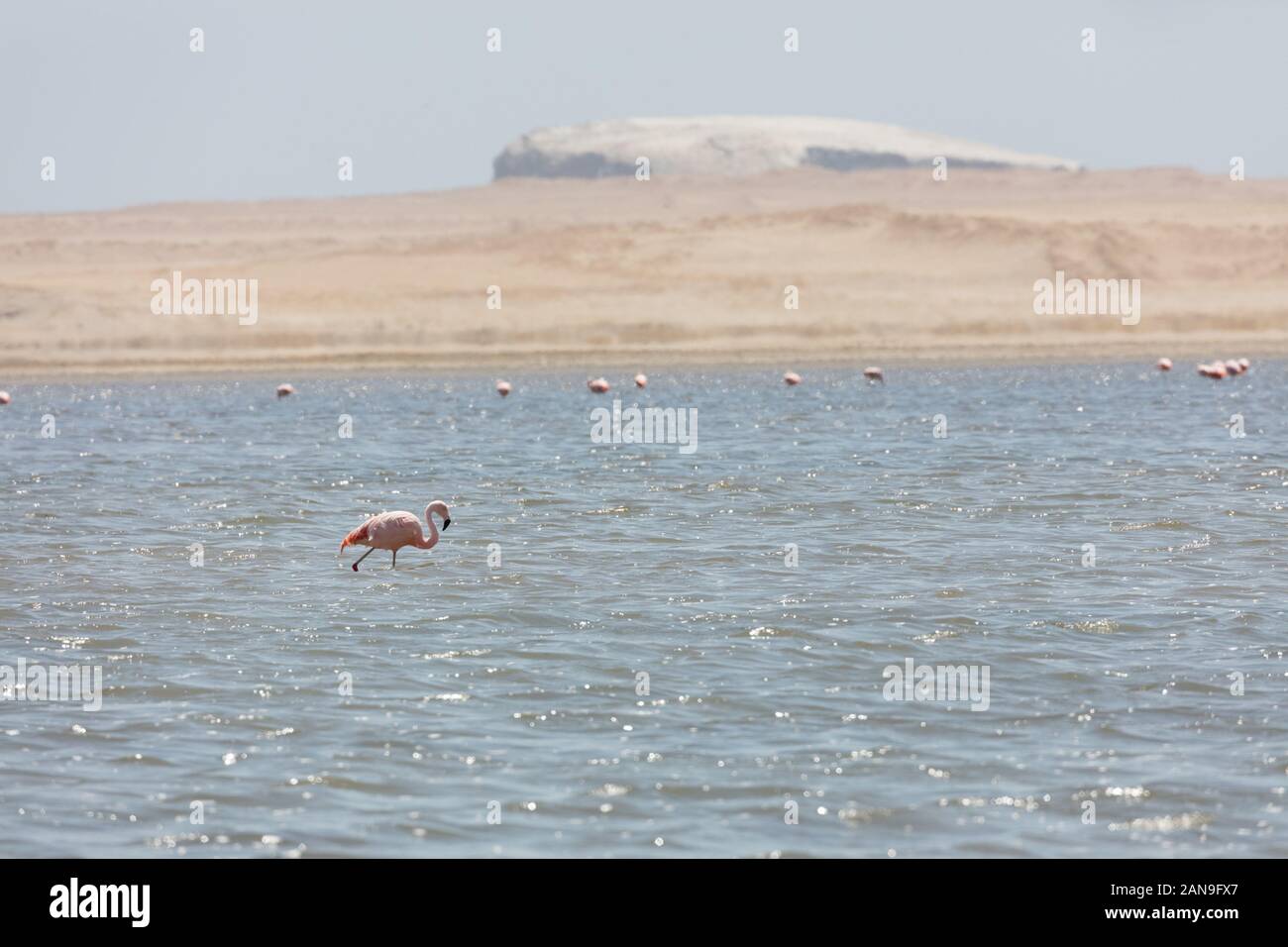 Flamingos chilenos in National reserve of Paracas, Peru Stock Photo - Alamy