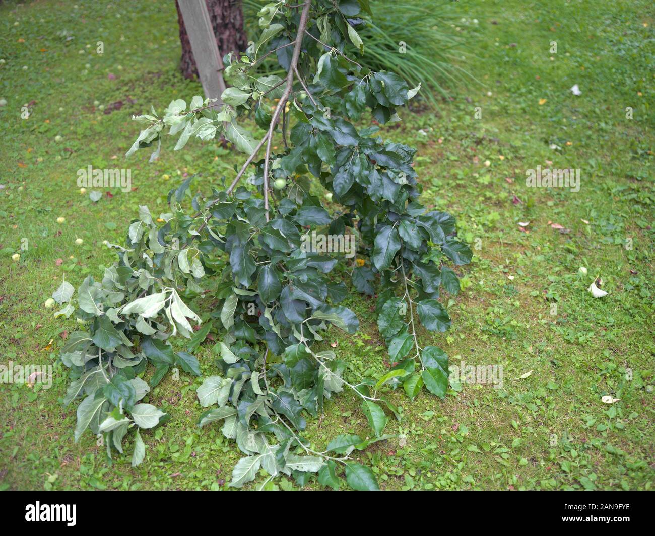 Apple tree with broken branch on the ground, outdoor shot Stock Photo ...