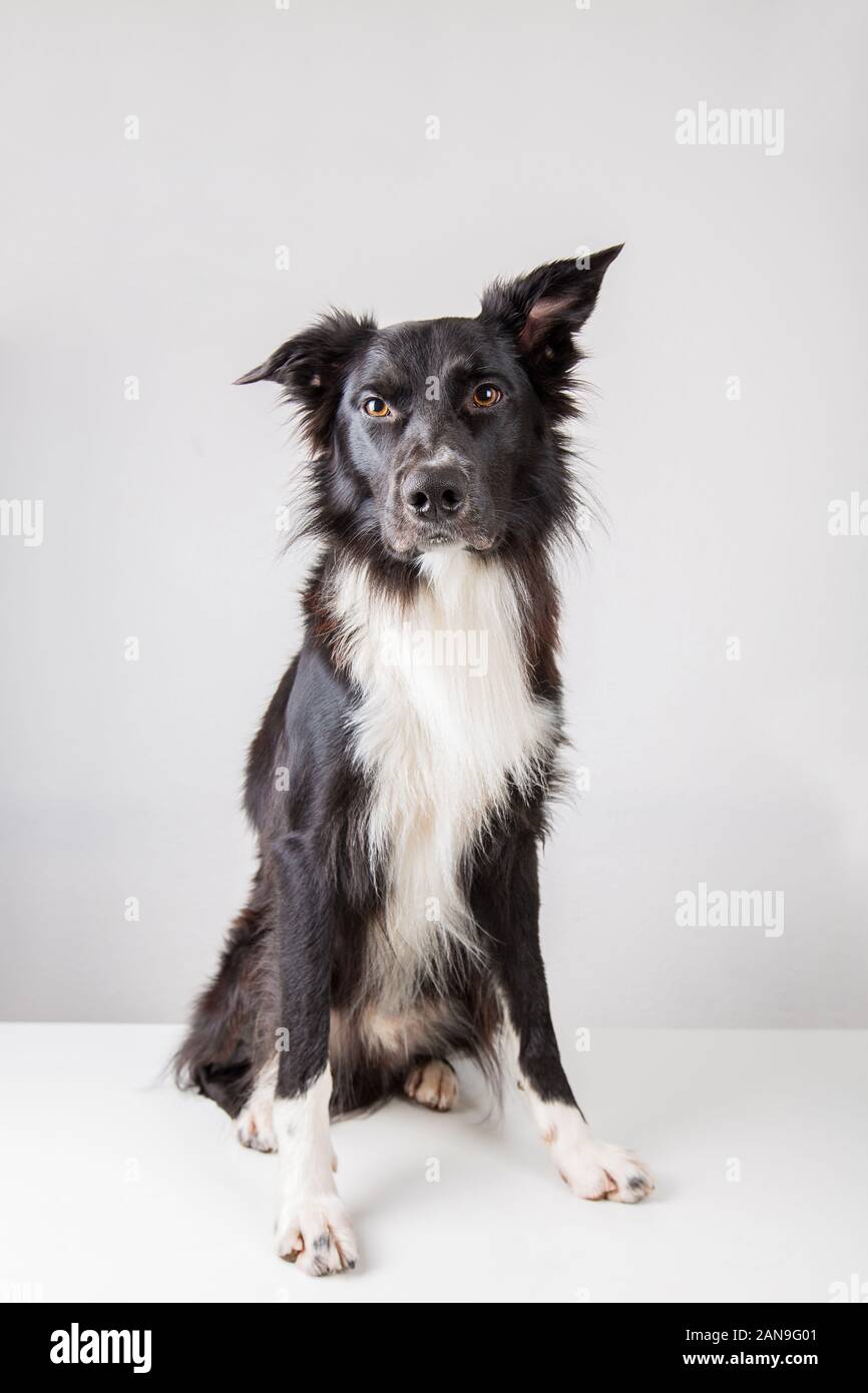 Full length portrait of an adorable purebred Border Collie looking at ...