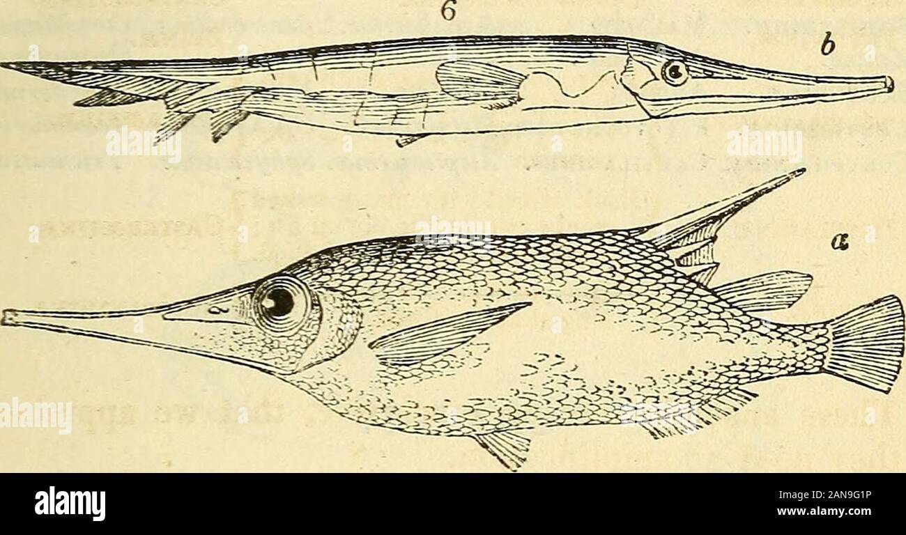 The natural history of fishes, amphibians, & reptiles, or monocardian ...