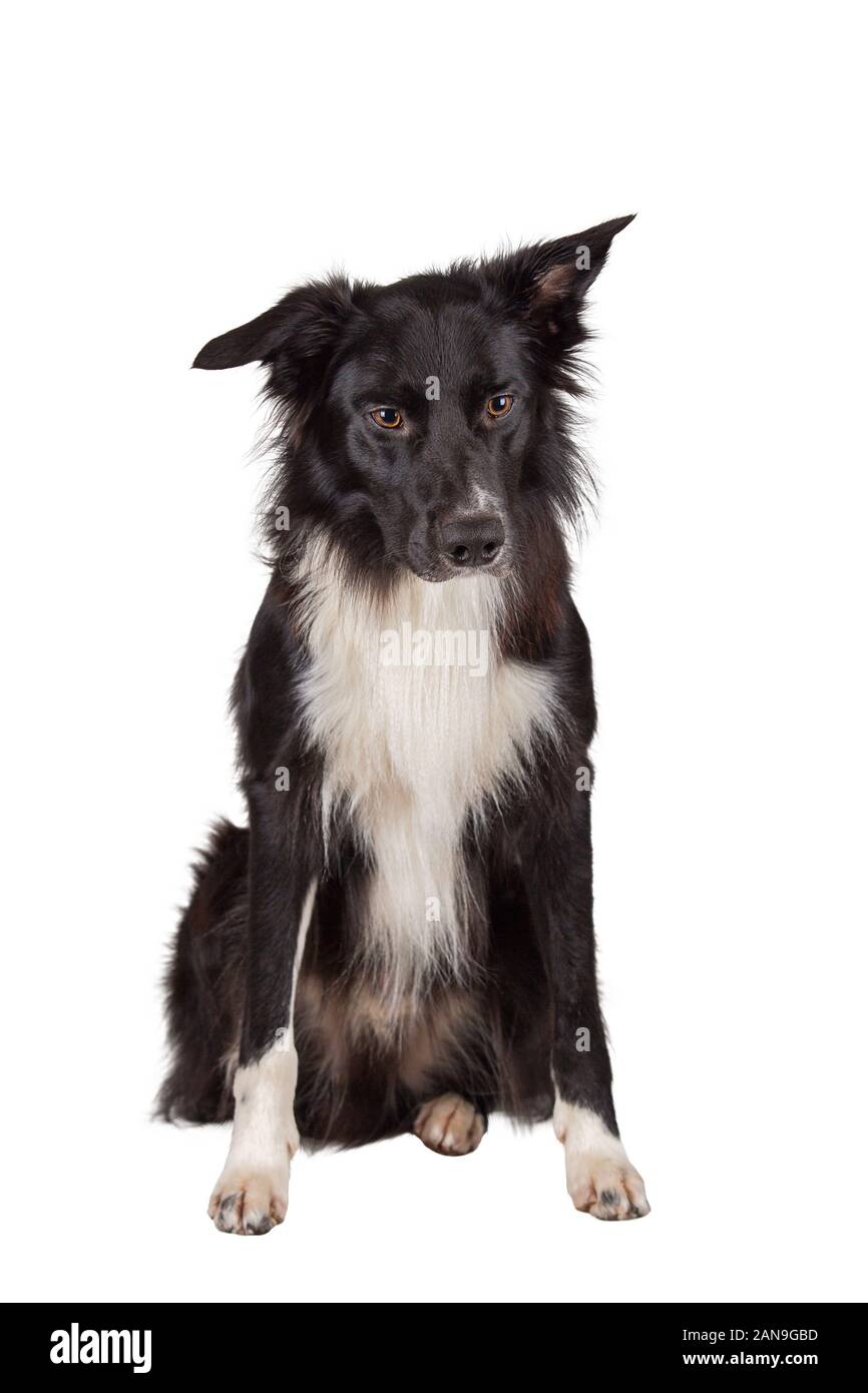 Full length portrait of a sad and thoughtful purebred border collie dog ...