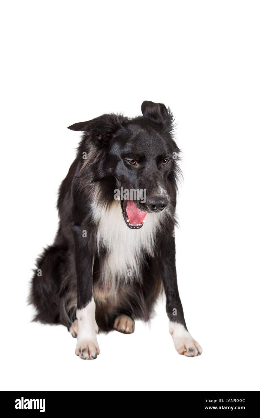 Lazy animal funny Cut Out Stock Images & Pictures - Alamy