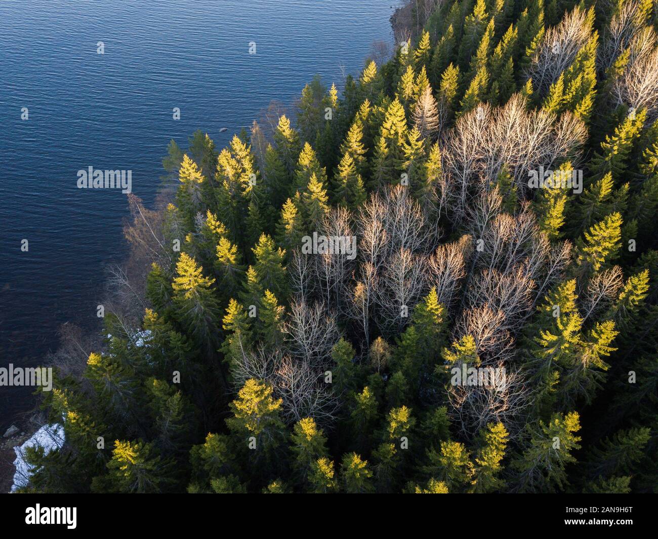 Aerial spruce forest hi-res stock photography and images - Alamy