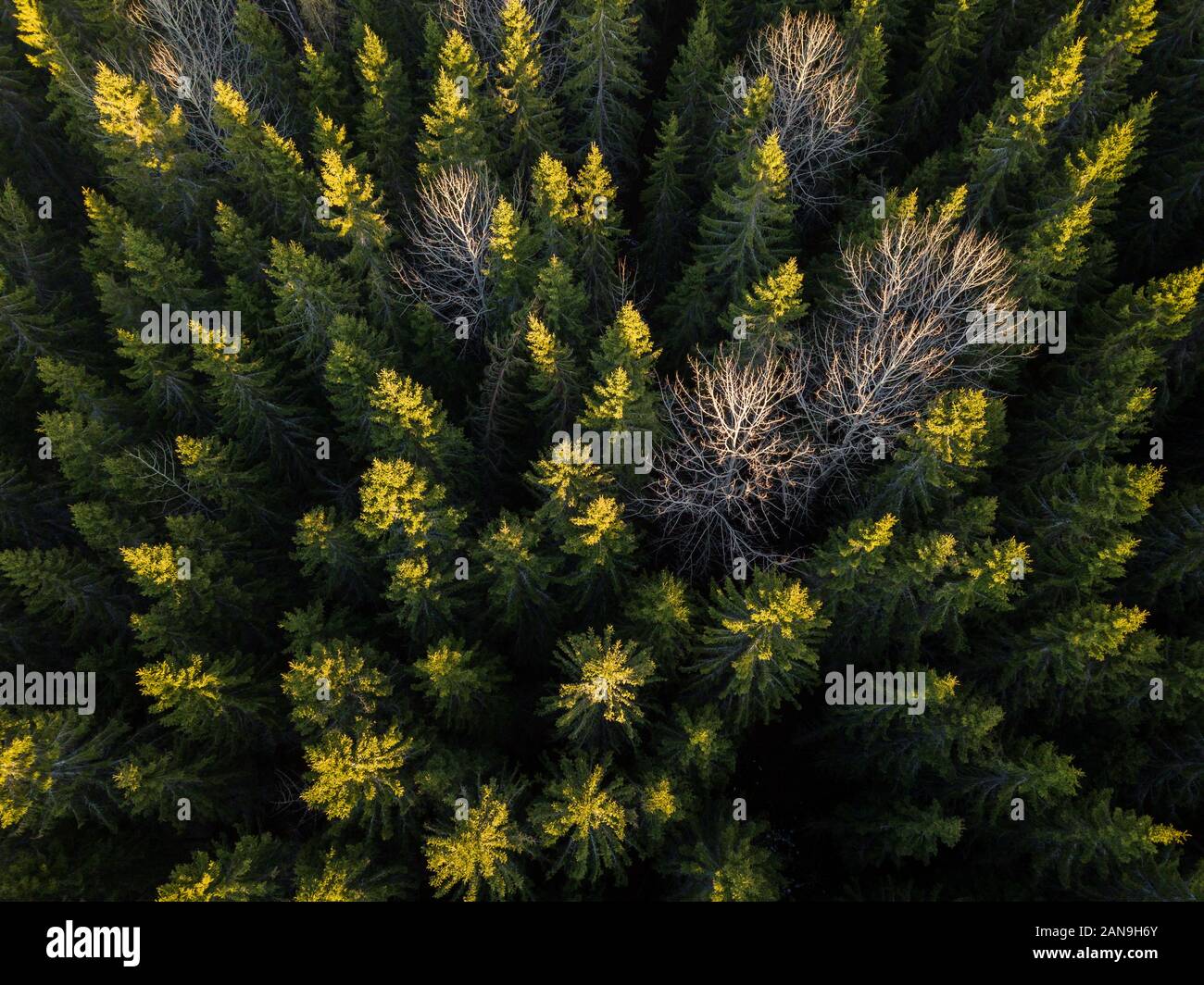 Aspen treetops hi-res stock photography and images - Alamy