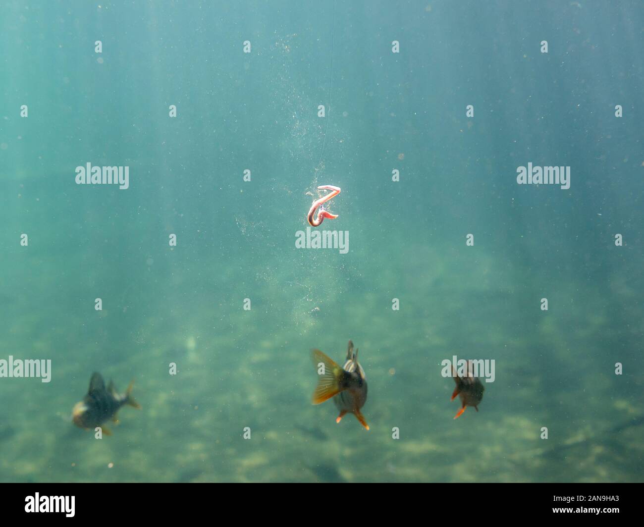 Fishing hook and bait in water, fish swimming away Stock Photo - Alamy