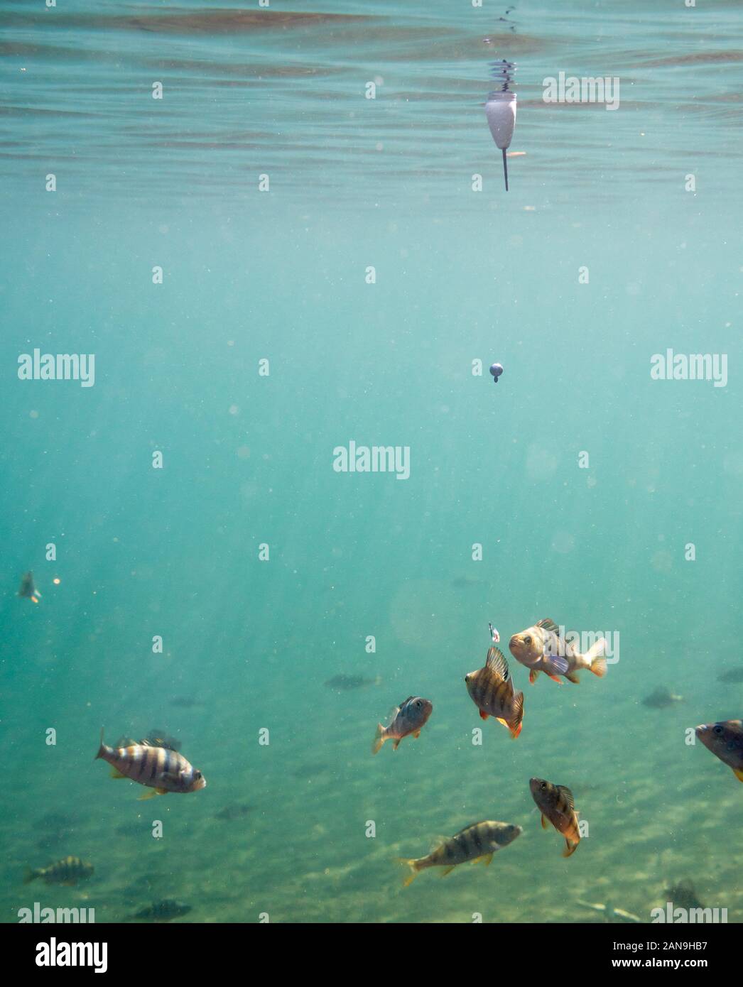 Group of european perch trying to catch angling bait with a hook ...