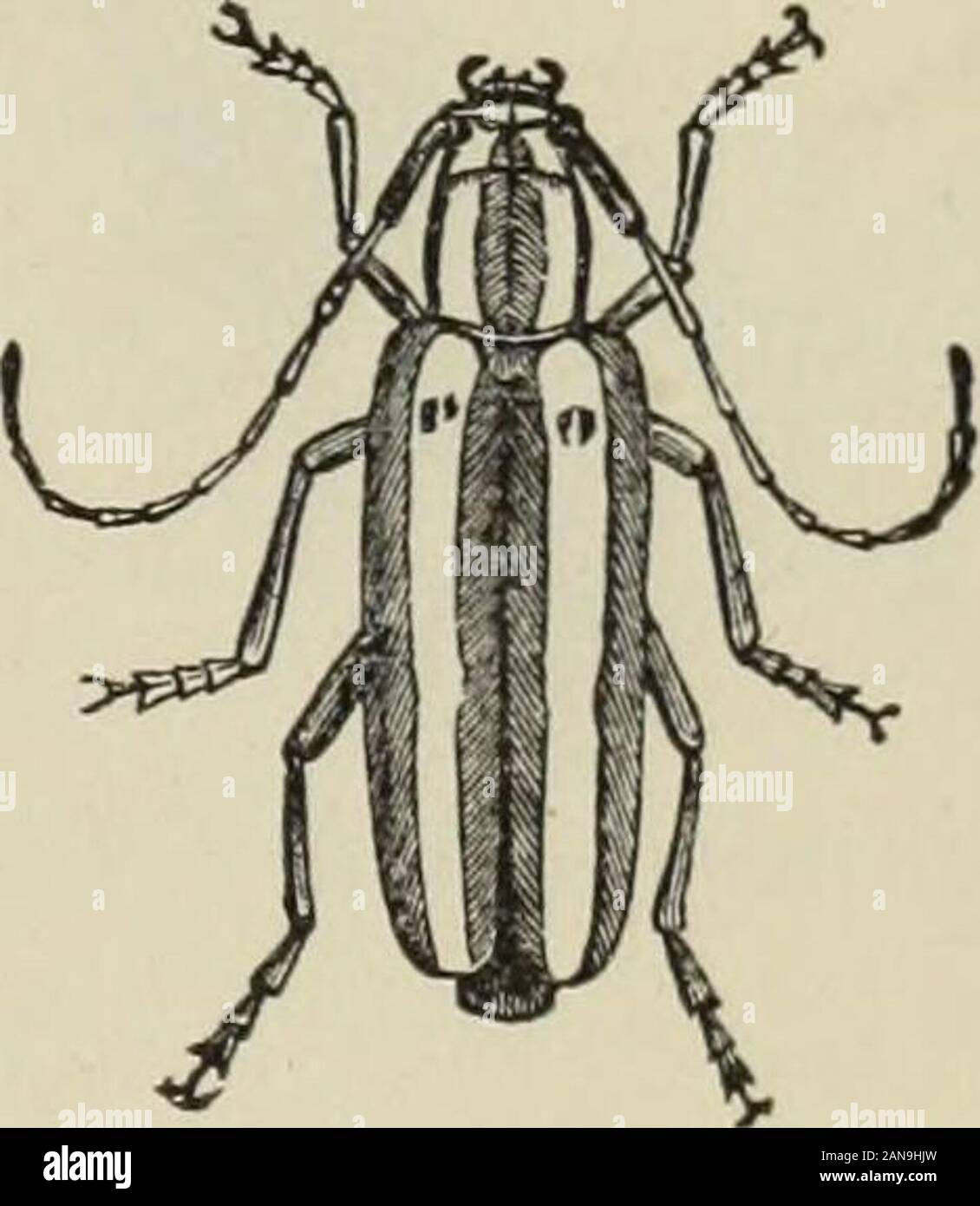 Saperda candida hi-res stock photography and images - Alamy
