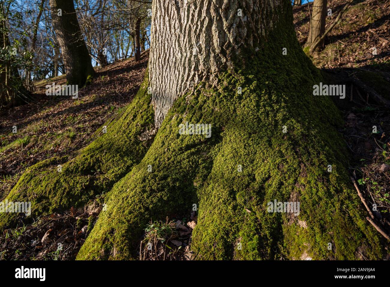 Moss-covered tree roots Stock Photo - Alamy