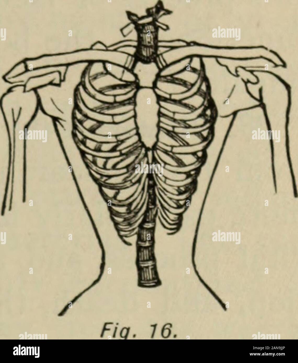 Chest compression system hi-res stock photography and images - Alamy