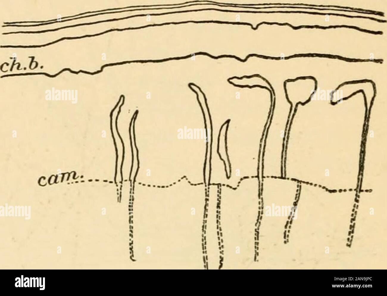 Chlorophyll less hi-res stock photography and images - Alamy