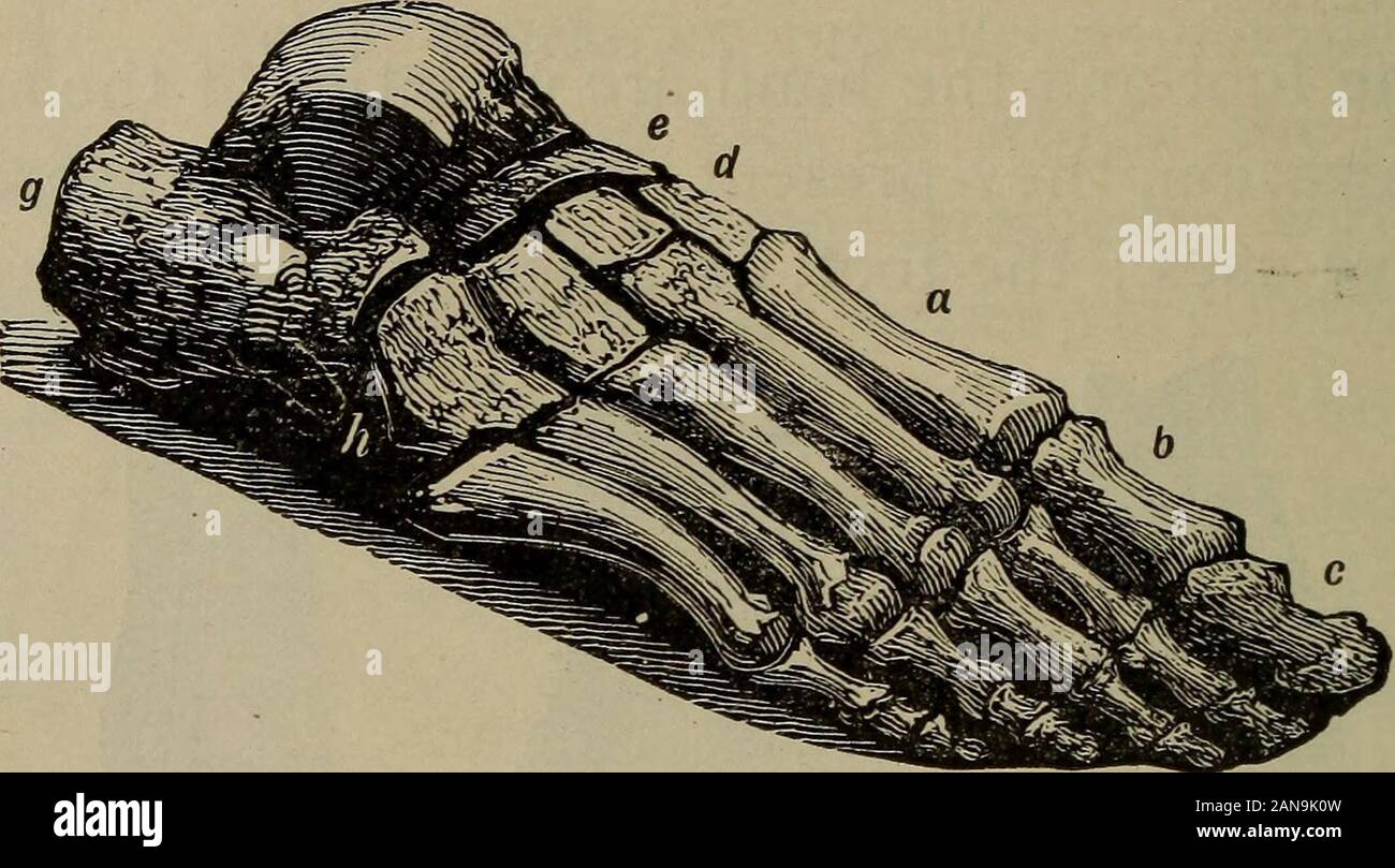 An academic physiology and hygiene .. . 4 3 3 52 Fig. 14. EXPLANATION ...