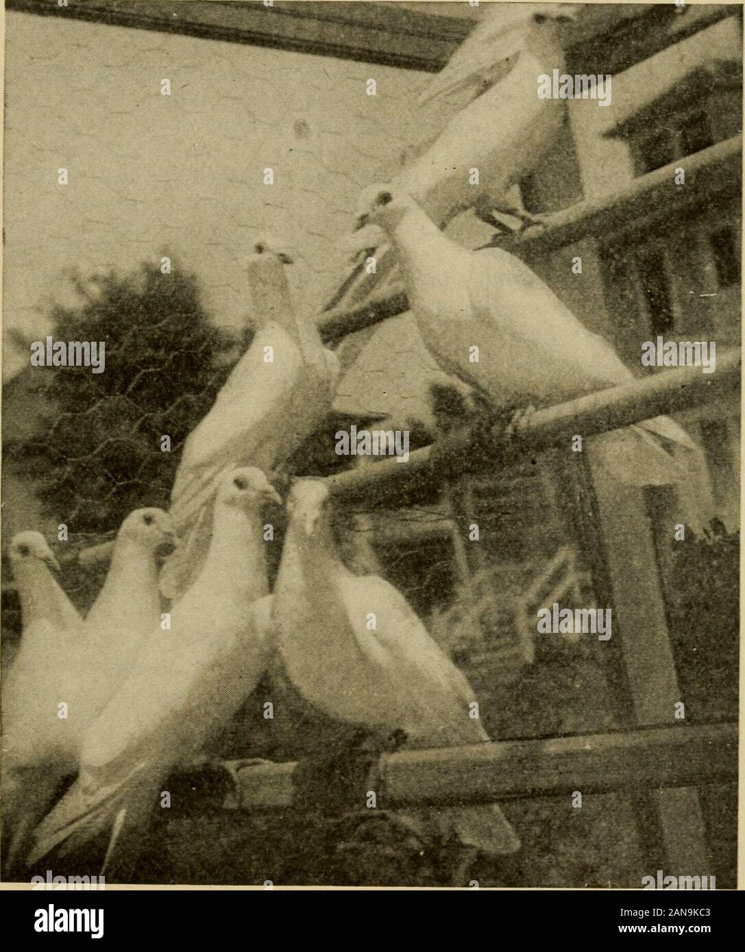 Swiss pigeon breed hi-res stock photography and images - Alamy