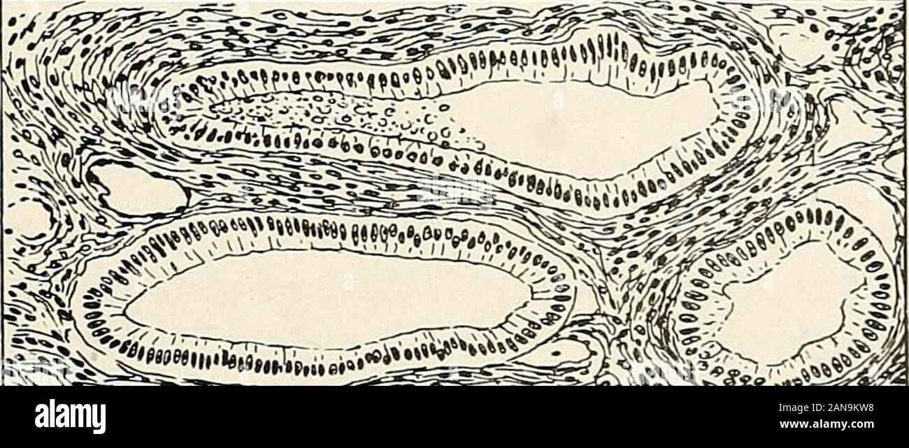Gynaecology for students and practitioners . Fig. 11. Normal ...