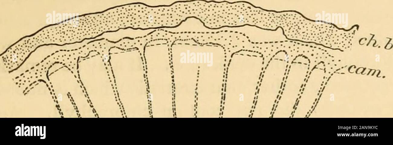 Early periderm hi-res stock photography and images - Alamy