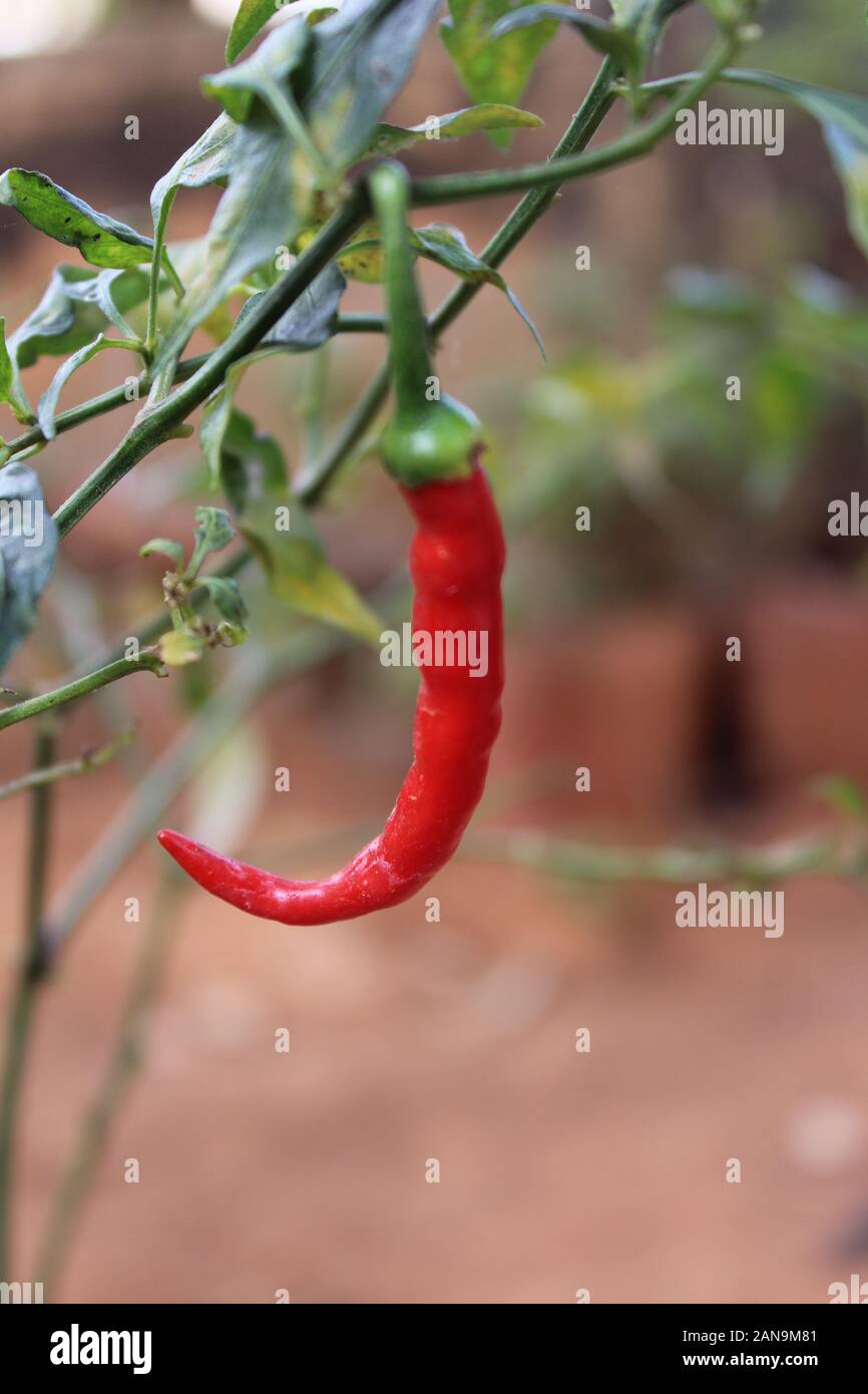 Single Red Chilli High Resolution Stock Photography and Images - Alamy