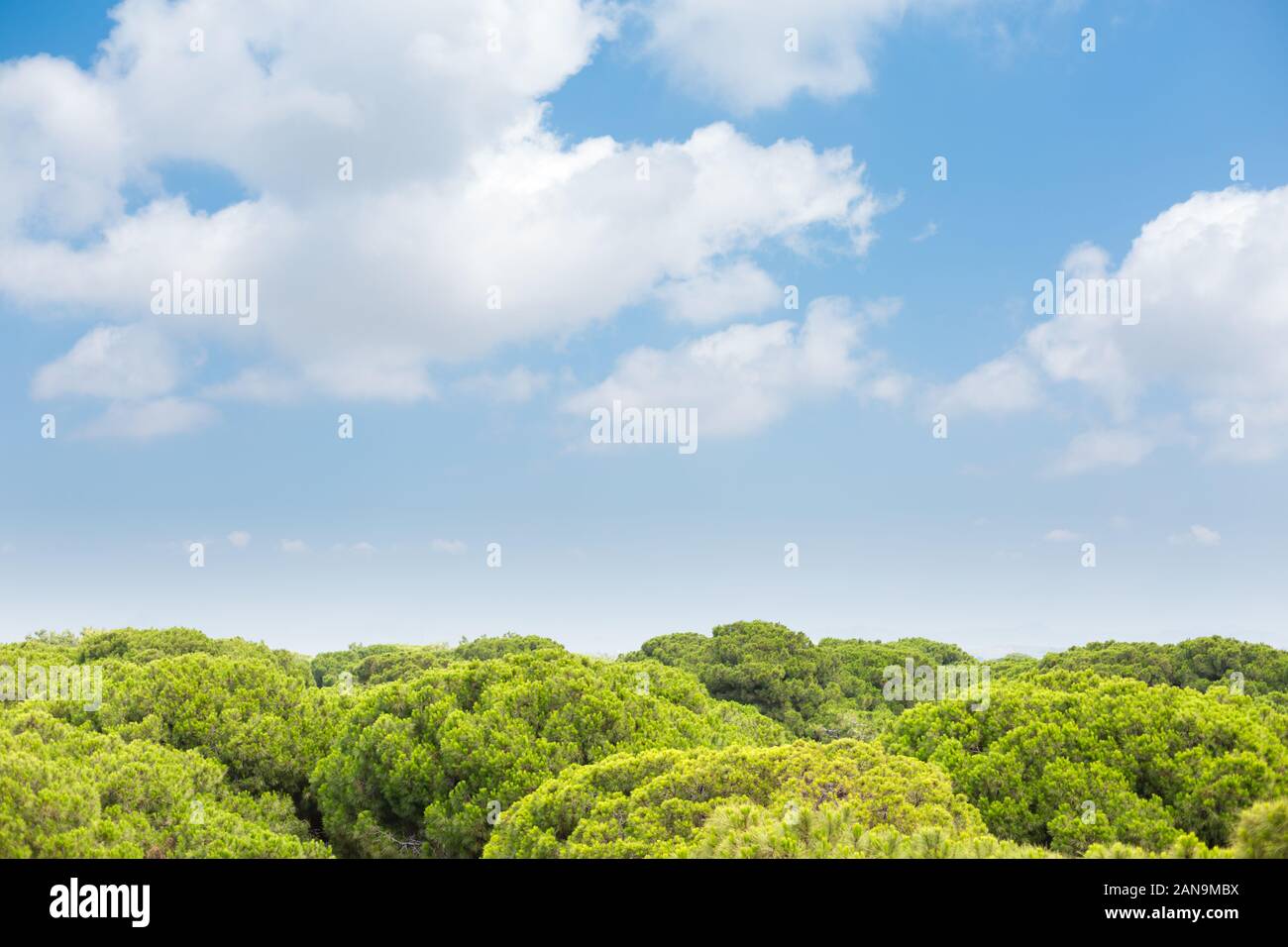 Panoramic view of tops of pine trees and deep blue sky Stock Photo - Alamy