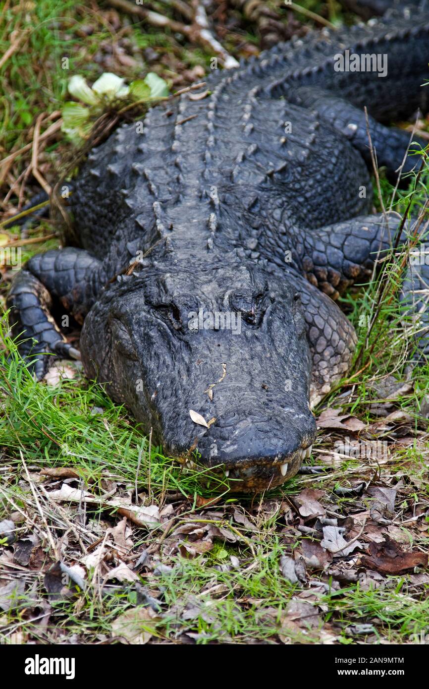 American alligator; close-up, head on, Alligator mississippiensis; CREW ...