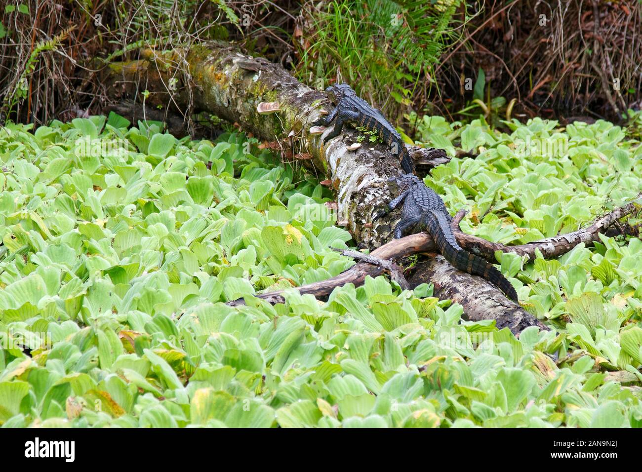 2 young american alligators hi-res stock photography and images - Alamy