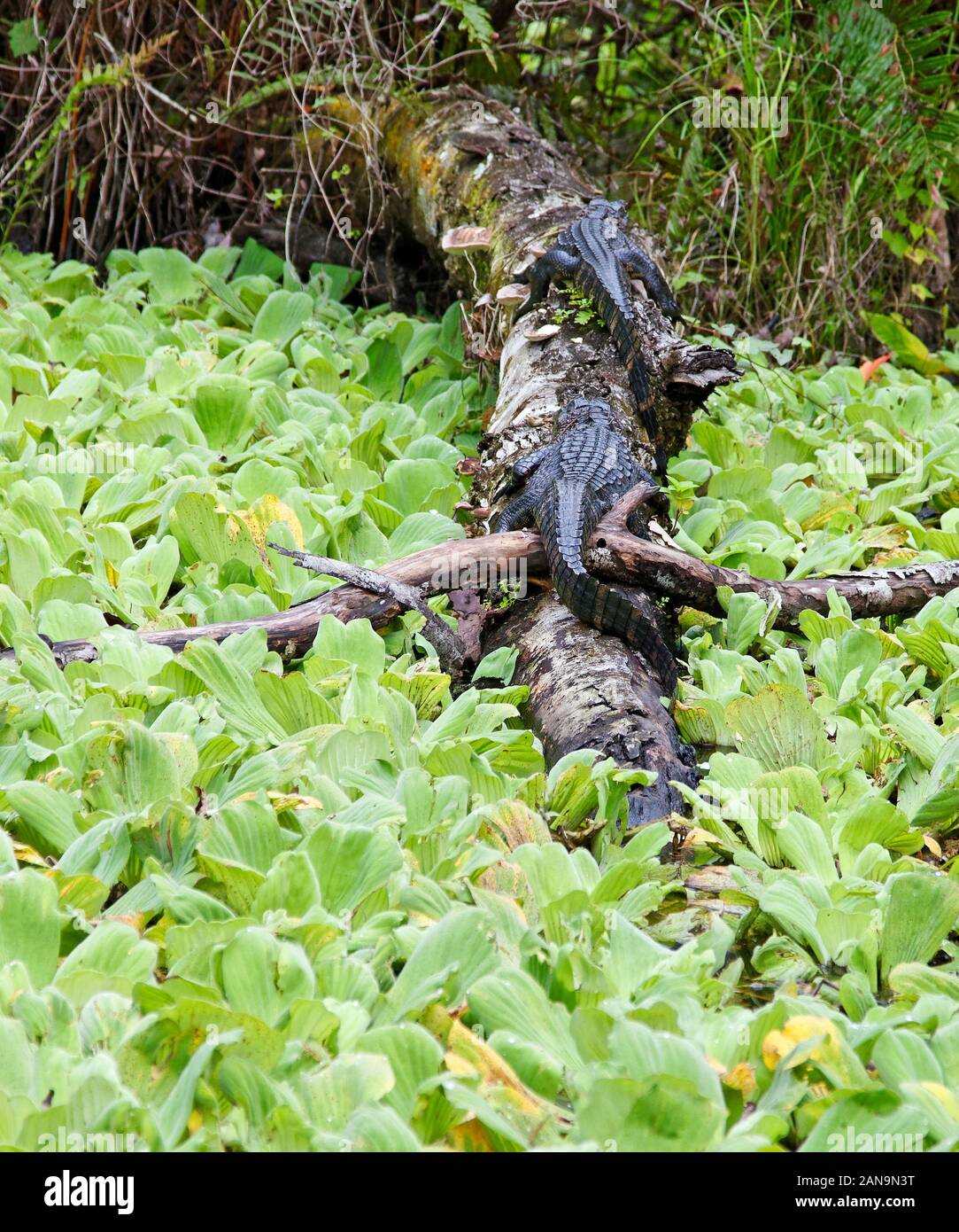 2 young American alligators; lying on log, lettuce leaves, Alligator ...