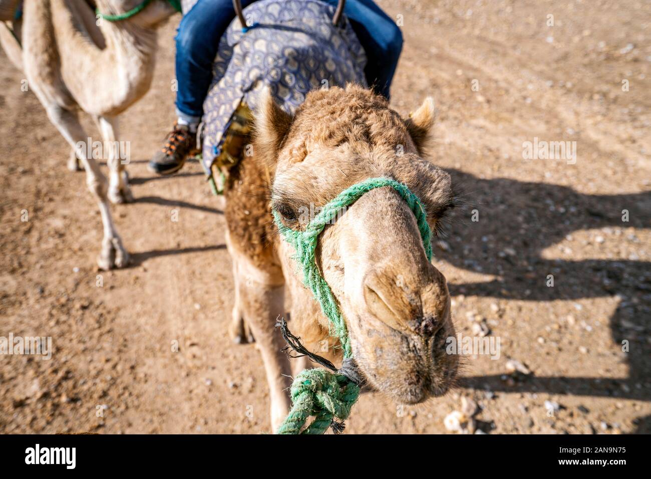 Camel riding morroco hi-res stock photography and images - Alamy