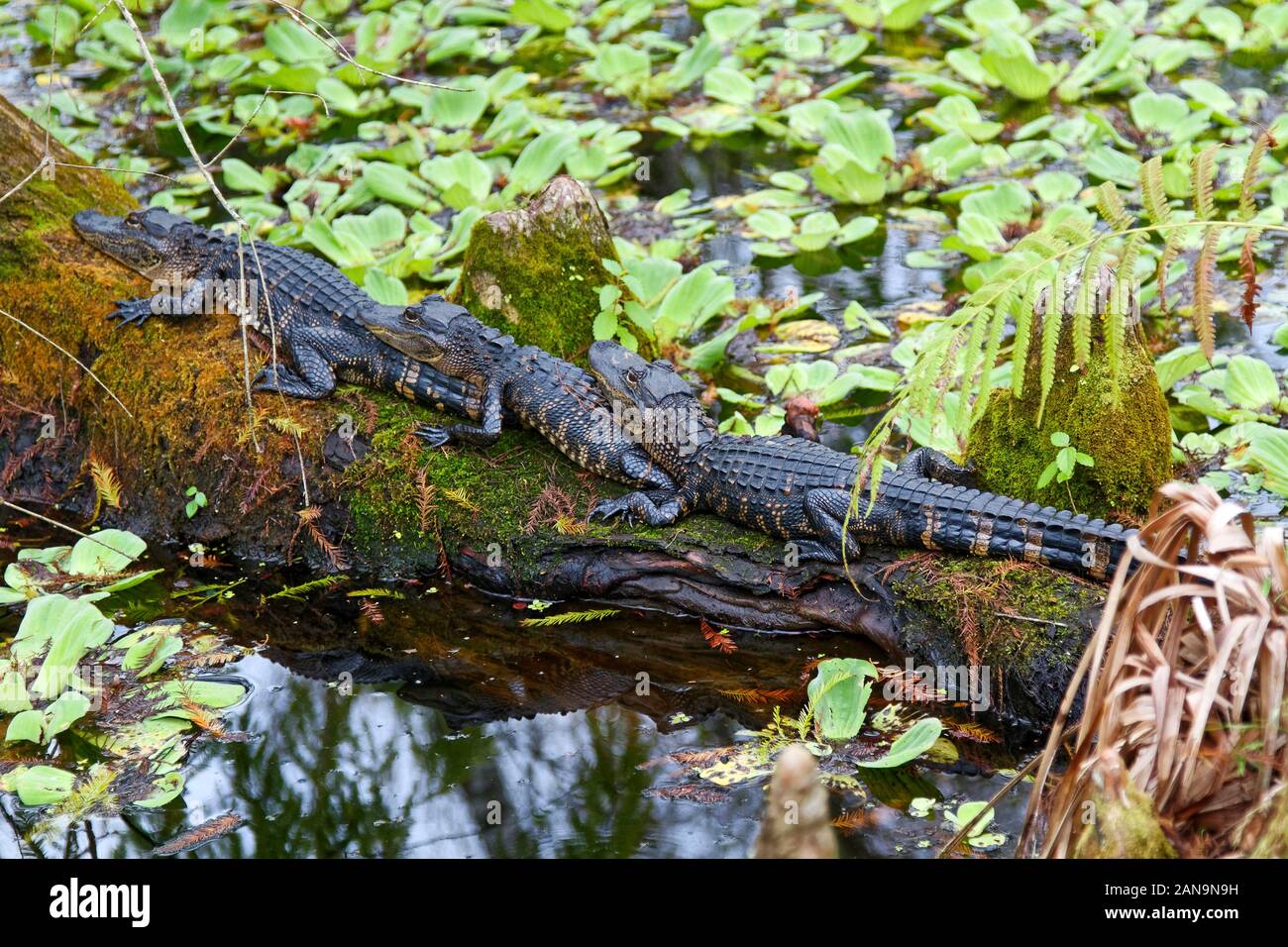 3 young American alligators; lying on each other, log, Alligator ...