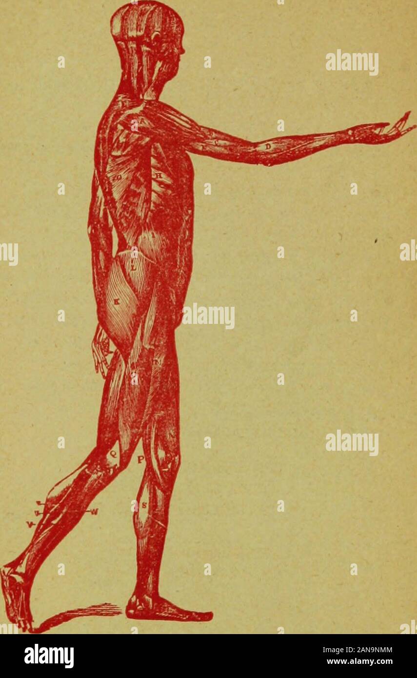 The hydropathic encyclopedia: a system of hydropathy and hygiene ...