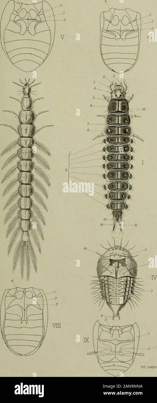 The Coleoptera of the British islandsA descriptive account of the ...