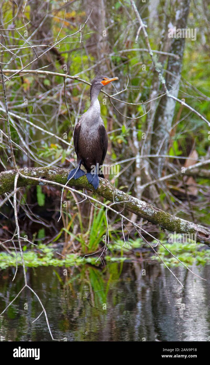 Hooked Beak High Resolution Stock Photography and Images - Alamy